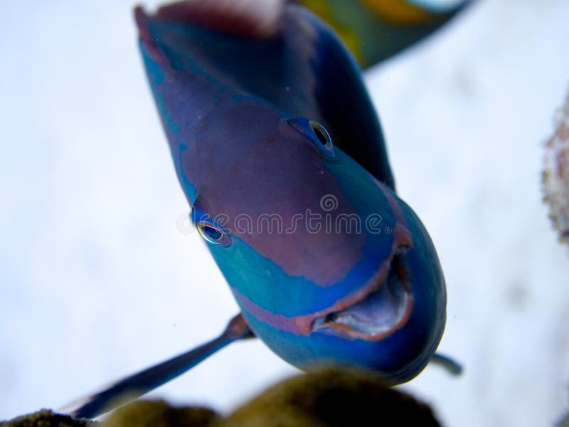Stoplight Parrotfish Stock Photos - Free & Royalty-Free Stock Photos ...