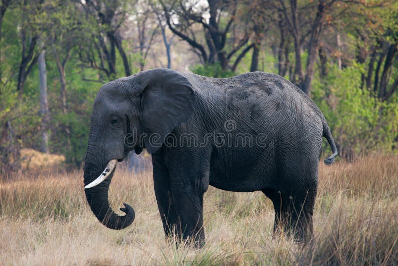 Stor afrikansk elefant fotografering för bildbyråer. Bild av grässlätt ...