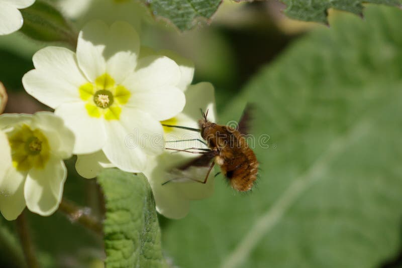 Den Stora Bi-flugan (viktiga Bombylius) Fotografering för Bildbyråer ...