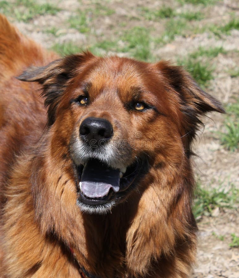 Stor Brun Hund Som Ser Lycklig Fotografering för Bildbyråer - Bild av ...