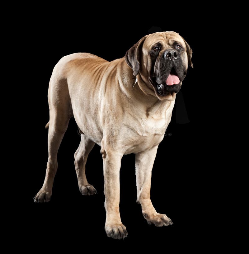 Stor Stor MastiffBoerboel Hund Arkivfoto - Bild av kamera, afrikansk ...