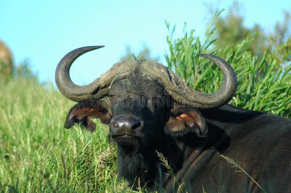 Stor buffel arkivfoto. Bild av angus, namibia, kvinnlig - 1668674