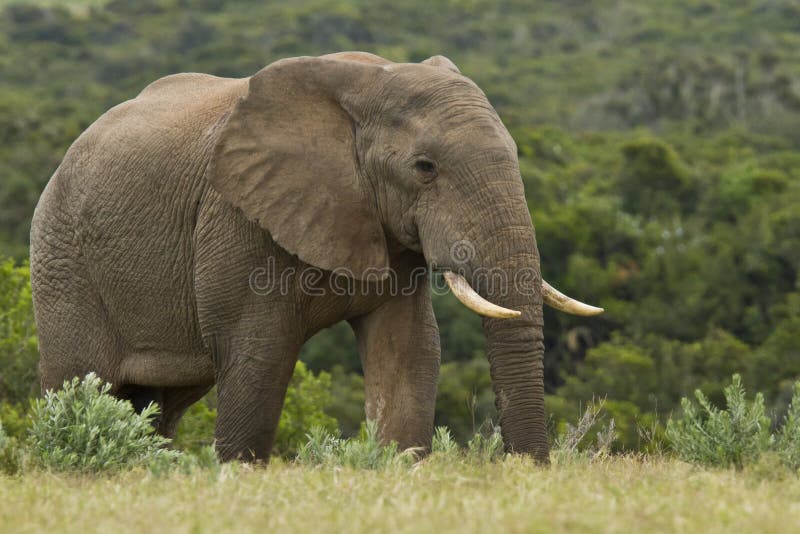 Stor Elefant Med Ett Mount Kilimanjaro I Bakgrunden Fotografering för ...