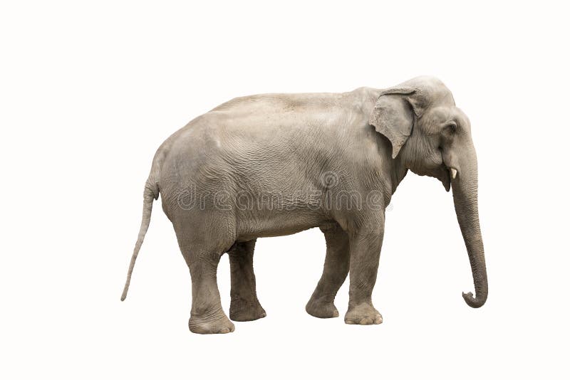 Stor Elefant På Vit Bakgrund Arkivfoto - Bild av bakgrund, stam: 95206230