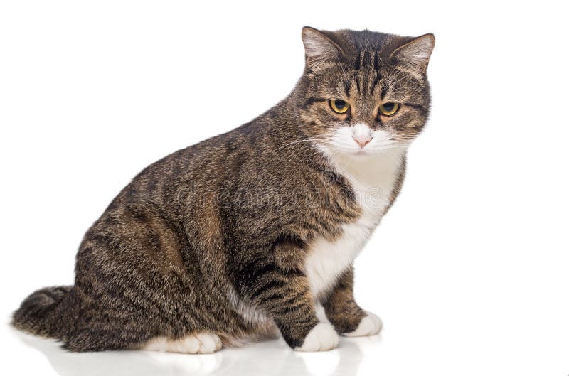 Isolerad fet katt fotografering för bildbyråer. Bild av angus - 96320485
