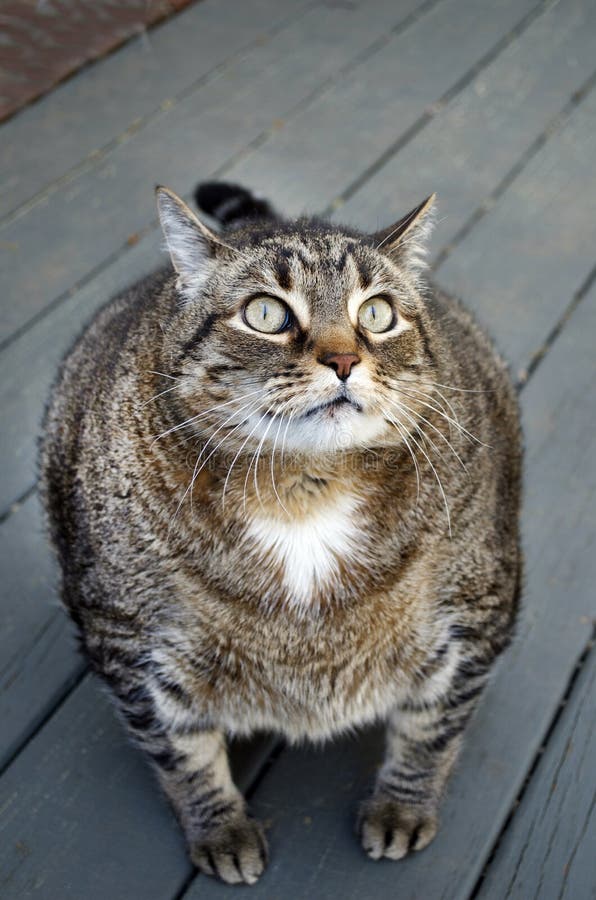 9,635 Fet Katt Foton - Gratis och royaltyfria stockfoton från Dreamstime