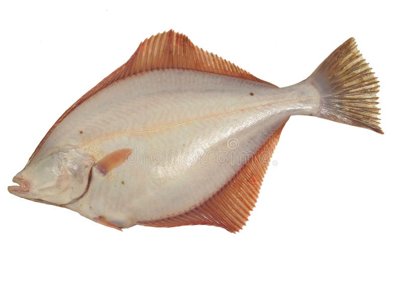Flundra arkivfoto. Image of plattfisk, sunt, smaksatt - 98674928