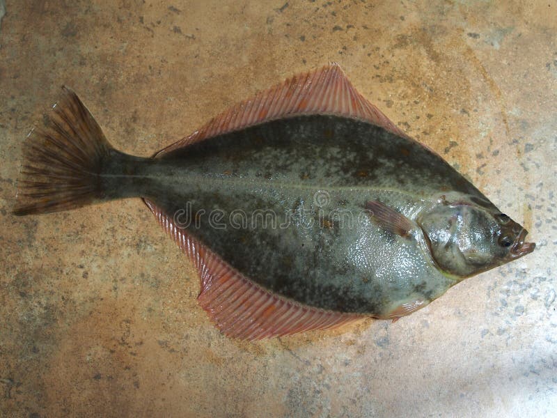 Flundra arkivfoto. Image of plattfisk, sunt, smaksatt - 98674928
