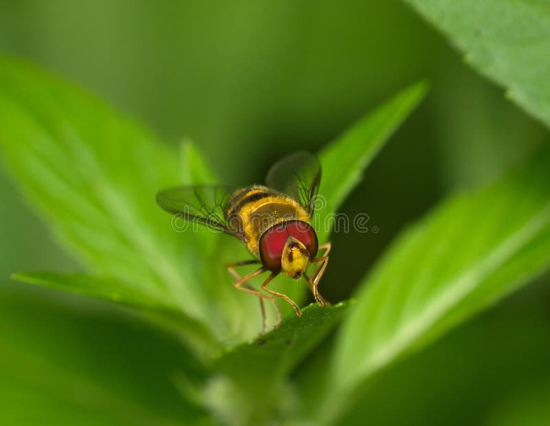 Stor Fluga På En Gul Inflorescence Arkivfoto - Bild av fluga, blomma ...