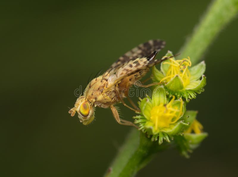 Stor Fluga På En Gul Inflorescence Arkivfoto - Bild av fluga, blomma ...