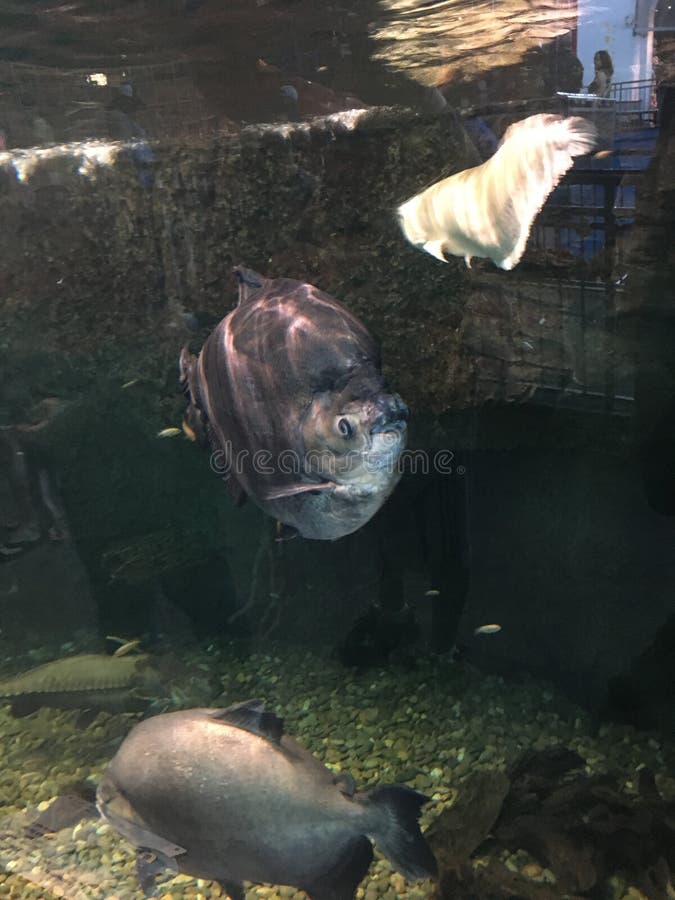 Ful Fisk Med Den Stora Munnen Och Liten Fisk Inom På Tabellen Av Den ...