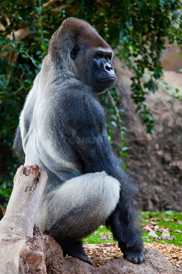 Silverryggad Gorilla Hukande Arkivfoto - Bild av primat, luta: 40195892