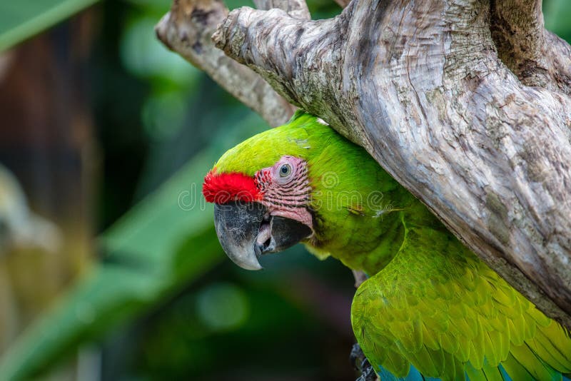 Röd Papegoja I Fluga Stor Grön Ara, Munkhättaambigua, I Tropisk Skog ...