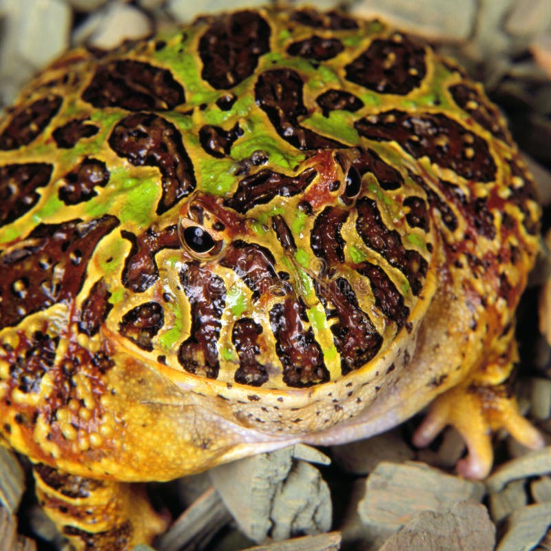 2,200 Prickig Groda Foton - Gratis och royaltyfria stockfoton från ...