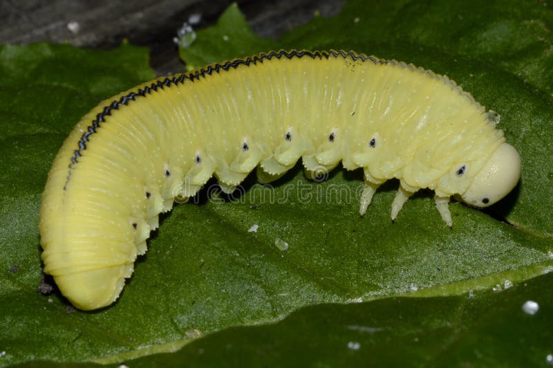 3,672 Gul Larv Foton - Gratis och royaltyfria stockfoton från Dreamstime