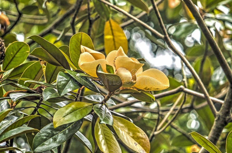 2,014 Gul Magnolia Foton - Gratis och royaltyfria stockfoton från ...