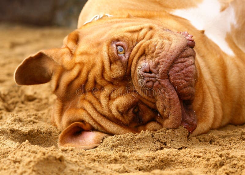 Stor hund fotografering för bildbyråer. Bild av rött - 11452205