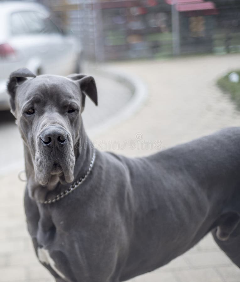 Stor hund arkivfoto. Bild av hund, varnar, uppmärksam - 51763046