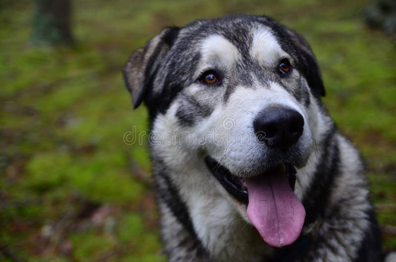 Stor hund fotografering för bildbyråer. Bild av husdjur - 61043721