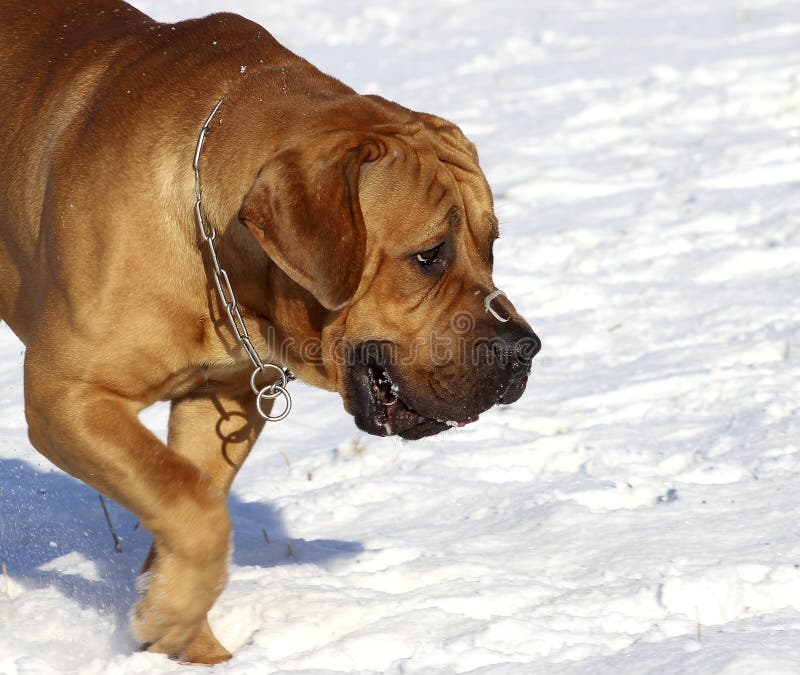 Stor hund Boerboel fotografering för bildbyråer. Bild av valp - 62735955
