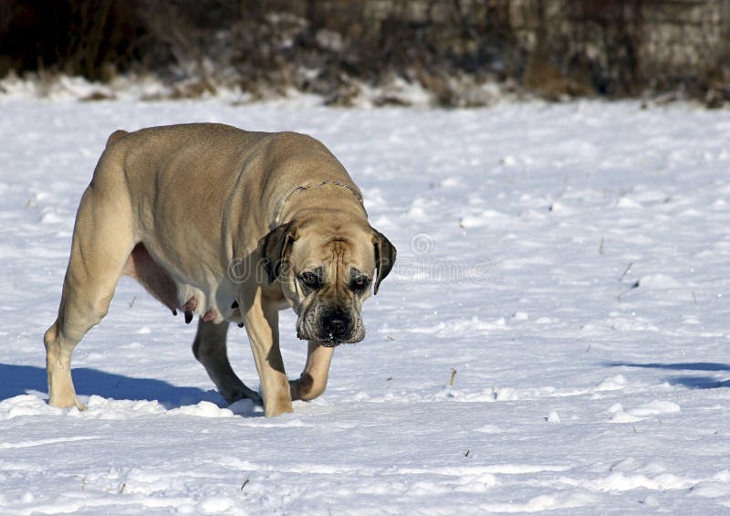 Stor Hund Boerboel Foton - Gratis och royaltyfria stockfoton från ...