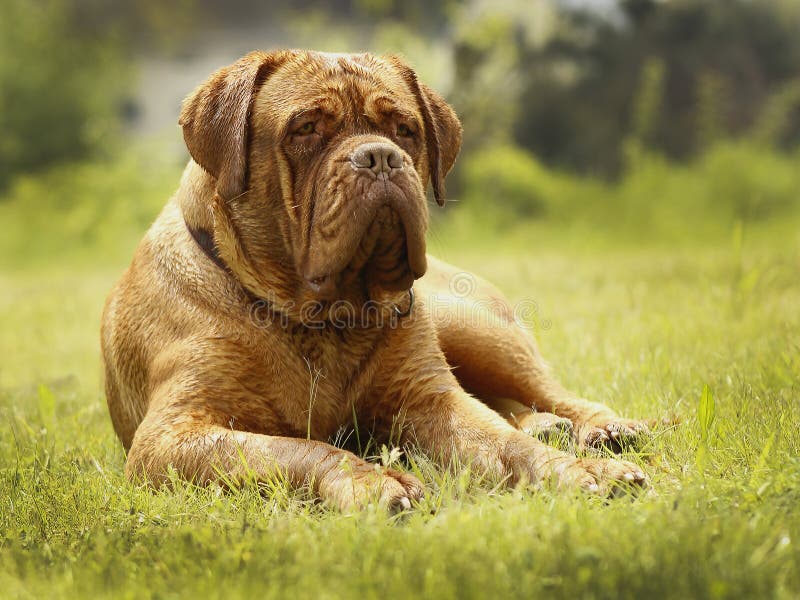 Stor Hund - Bordeaux Mastiff Arkivfoto - Bild av hemhjälp, husdjur ...