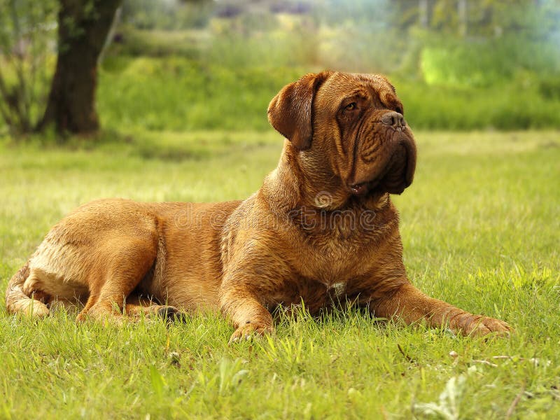 Stor Hund - Bordeaux Mastiff Arkivfoto - Bild av däggdjur, hund: 93474552