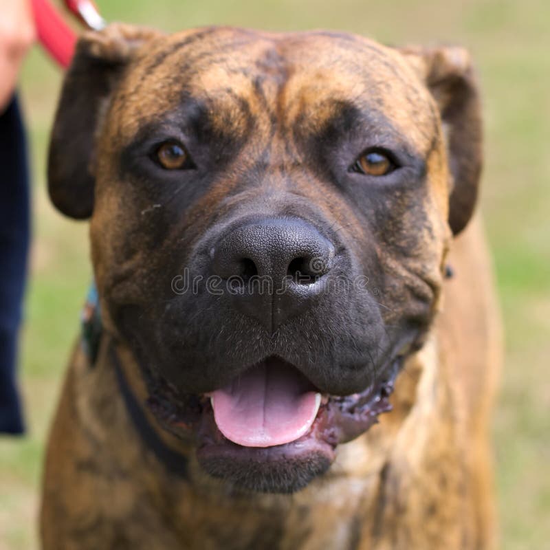 Stor hund en koppel fotografering för bildbyråer. Bild av bifokal ...