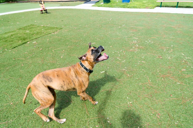 Stor Hund Som Spelar I Lekplatsen Fotografering för Bildbyråer - Bild ...