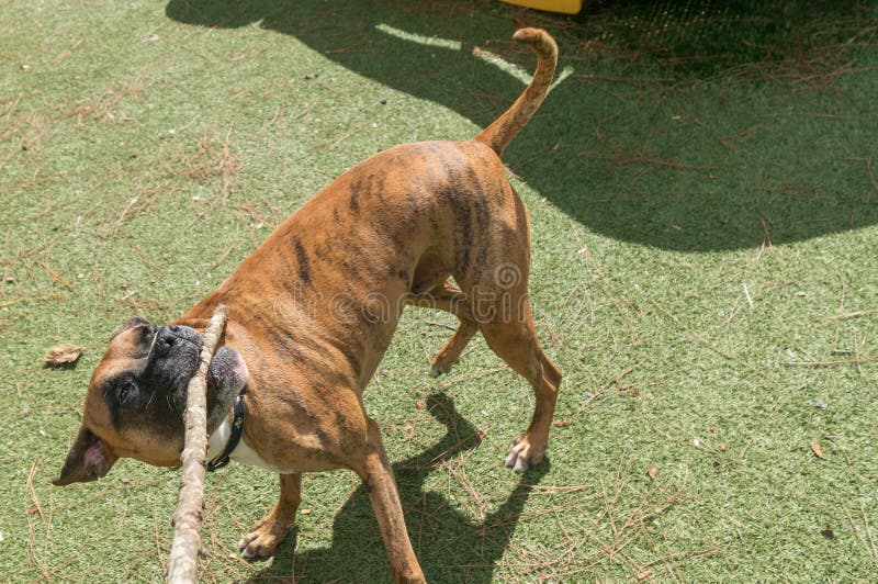 Stor Hund Som Spelar I Lekplatsen Arkivfoto - Bild av himmel, alkyds ...