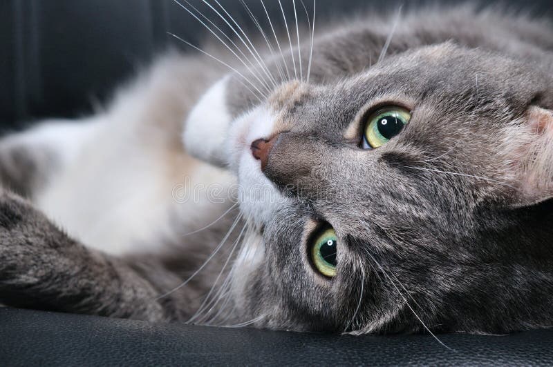 En Trött Rolig Katt Ligger På Buken På Sängen Fotografering för ...