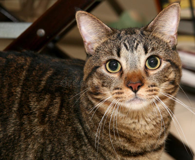 Stor katt fotografering för bildbyråer. Bild av husdjur - 5060261