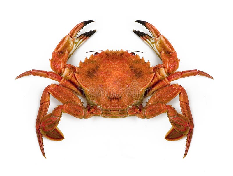 Stor krabba fotografering för bildbyråer. Bild av skövling - 5174793