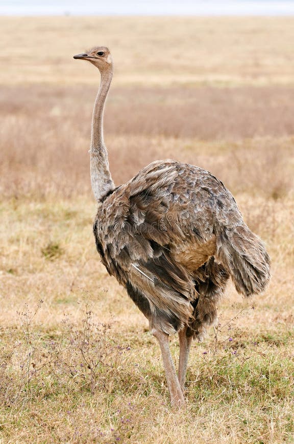 Stor Kvinnlig StrutsStrutio Camelus Arkivfoto - Bild av bakgrund ...