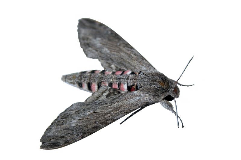 Stor mal arkivfoto. Bild av fauna, kontroll, äta, fluga - 16096494