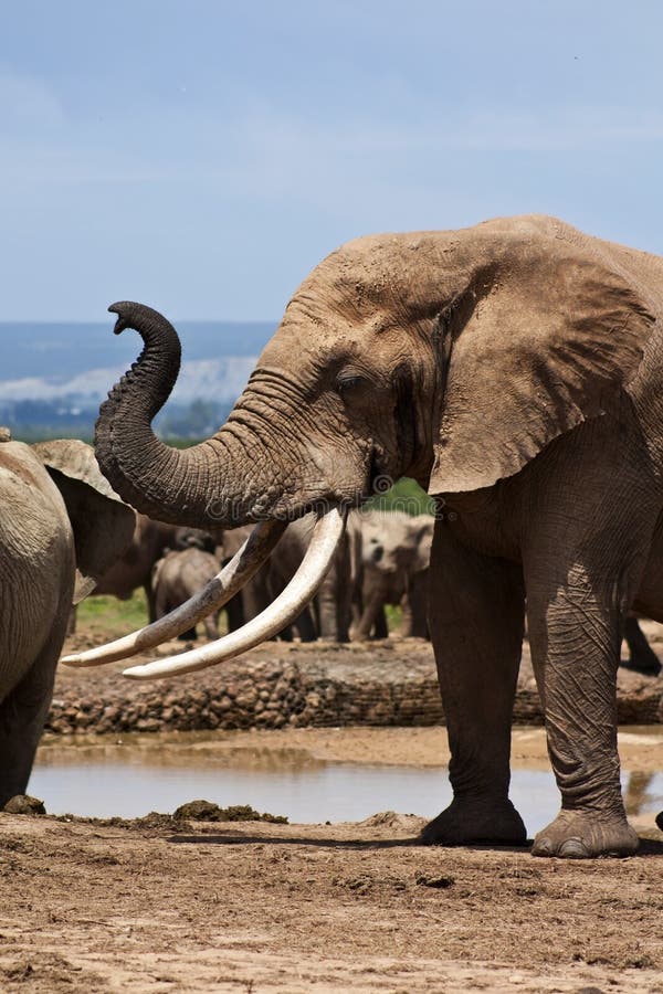 Stor Elefant Med Ett Mount Kilimanjaro I Bakgrunden Fotografering för ...
