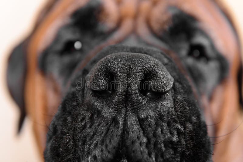 Stor hund fotografering för bildbyråer. Bild av gulligt - 61043721