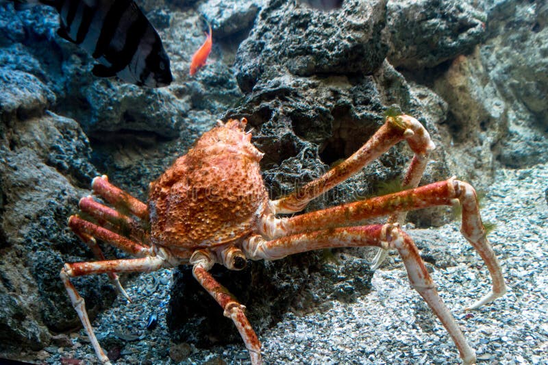 Stor krabba fotografering för bildbyråer. Bild av scavenger - 5174793