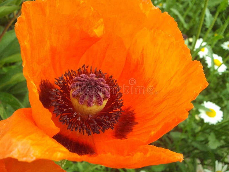 1,542 Stor Vallmo Foton - Gratis och royaltyfria stockfoton från Dreamstime