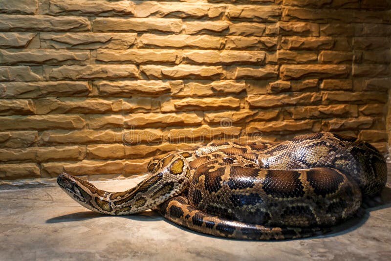 Orm i en terrarium fotografering för bildbyråer. Bild av terarium ...