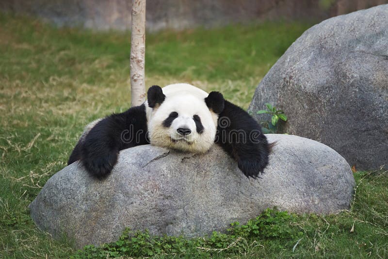 Stor Panda fotografering för bildbyråer. Bild av panda - 30204057