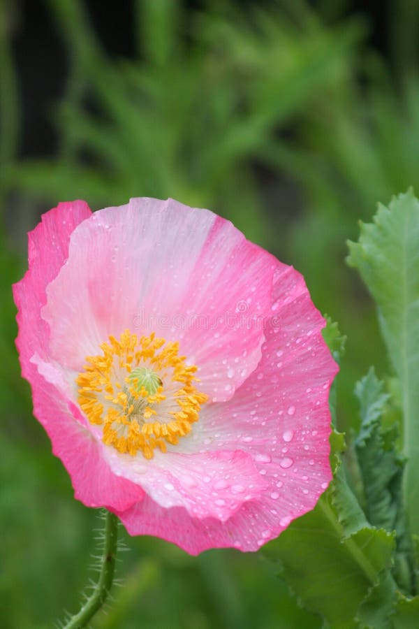 Stor rosa vallmo arkivfoto. Bild av vatten, blad, natur - 57645320