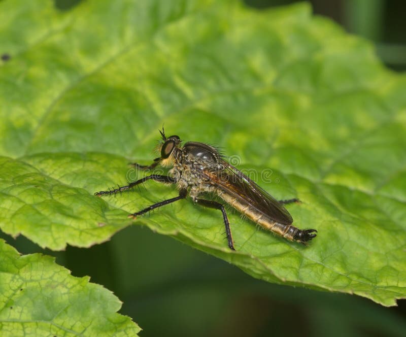 Stor Rov- Fluga På Ett Grönt Blad Arkivfoto - Bild av huvud, grön: 37098732