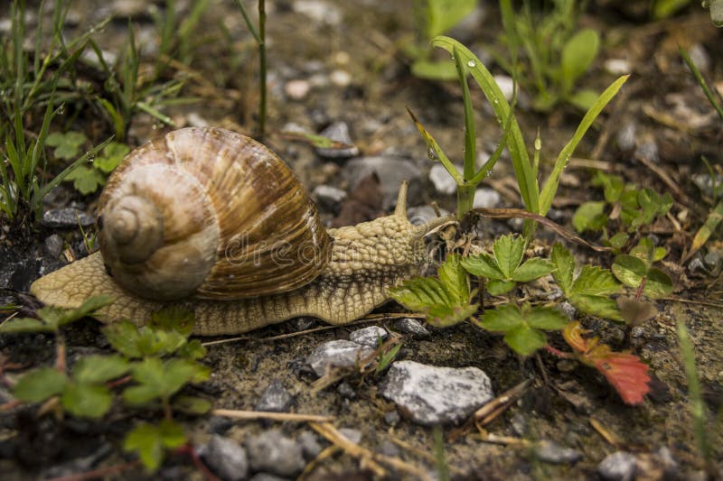 En Stor Snigel På Barken På Ett Träd. Bild I Naturen. Burgudiansk ...