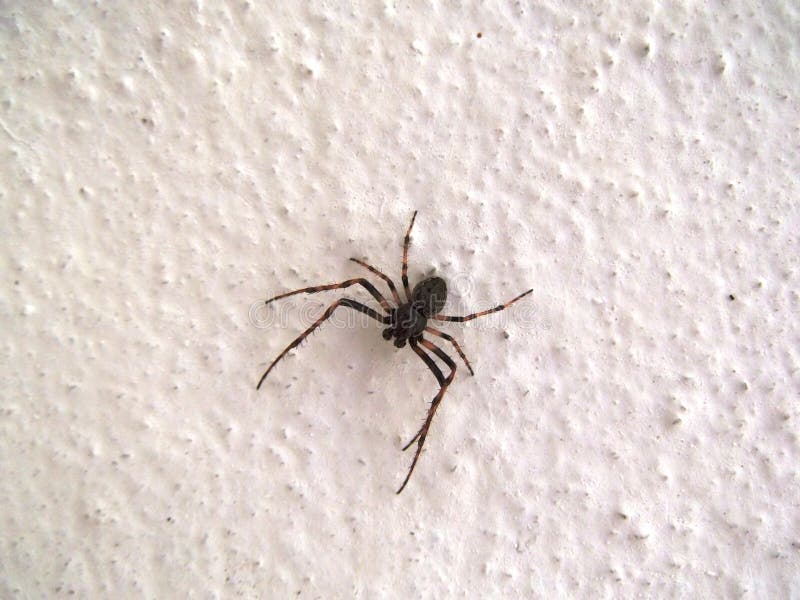 Stor Spindel Som äter En Stor Fluga På Ett Fönster. Arkivfoto - Bild av ...