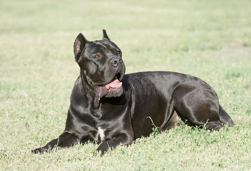 Stor svart hund fotografering för bildbyråer. Bild av anhydrous - 8396605