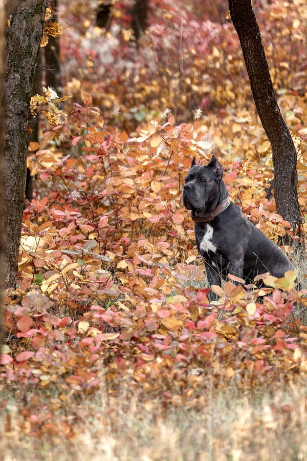 Stor svart hund labrador fotografering för bildbyråer. Bild av angus ...