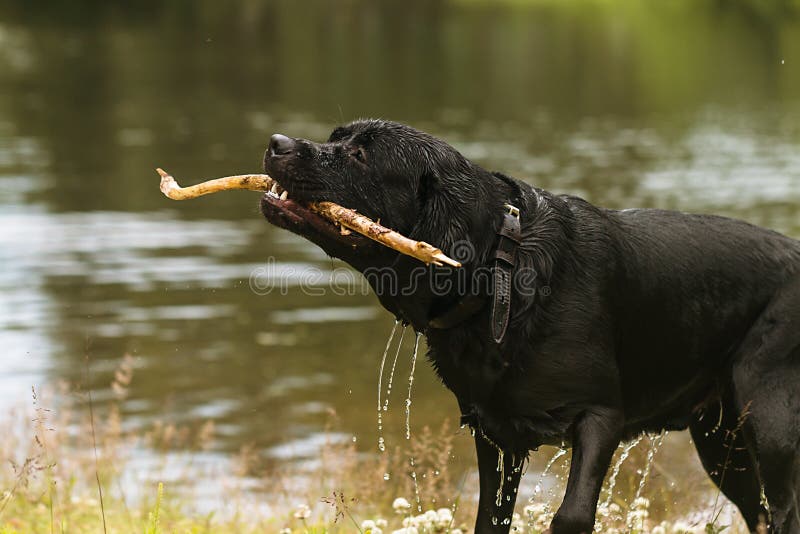 Stor svart hund labrador fotografering för bildbyråer. Bild av angus ...