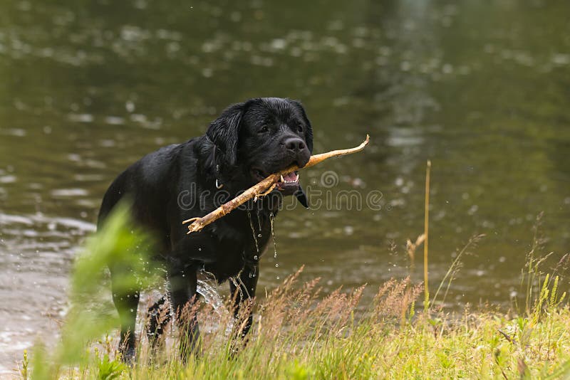 Stor svart hund labrador fotografering för bildbyråer. Bild av angus ...