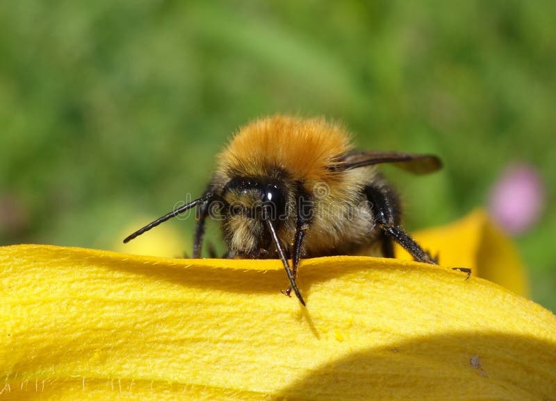 Stor Humla materielbilder - royalty för nedladdning 452 frigör foto